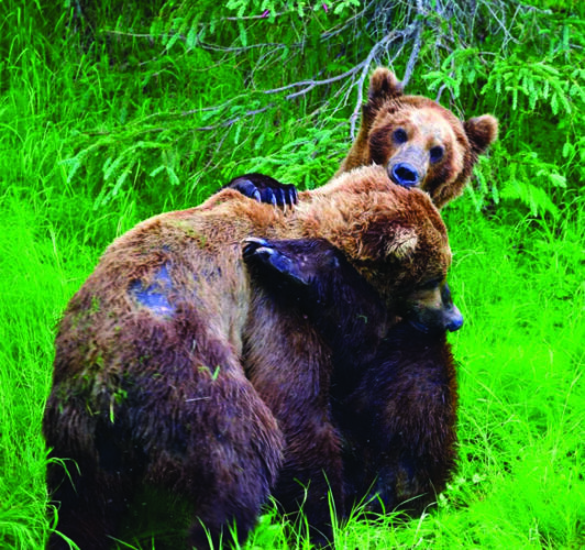 North American Bear Species - Grit
